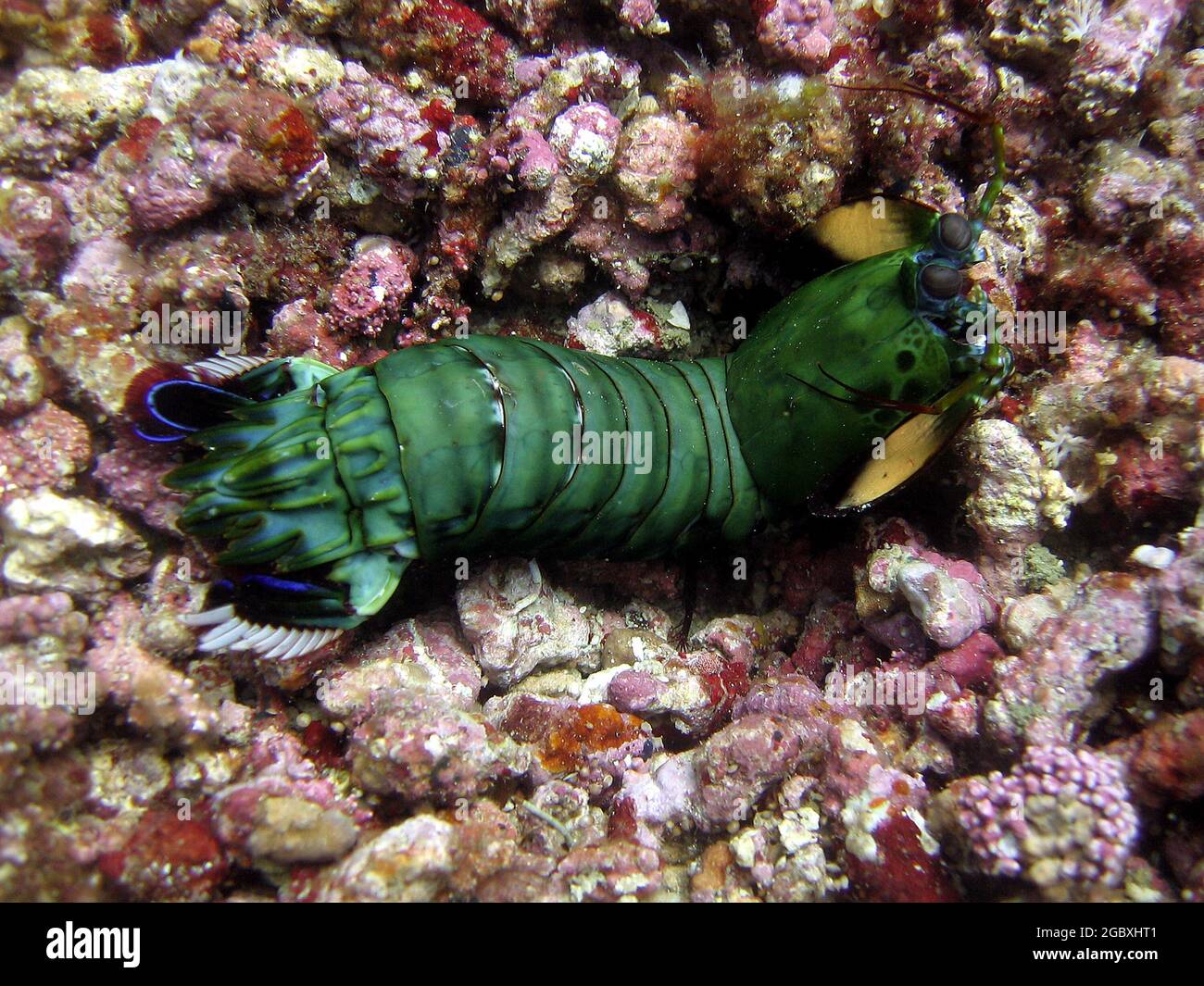 Closeup shot of a big green shrimp on the ground of the ocean Stock ...