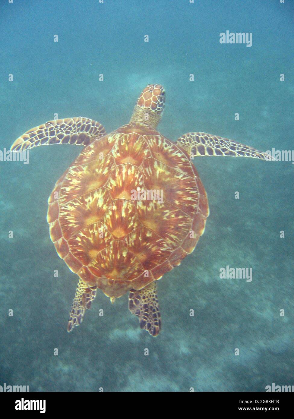 Vertical shot of a sea turtle swimming underwater Stock Photo - Alamy