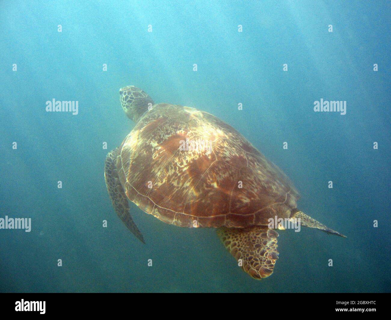 Closeup shot of a sea turtle swimming in a blue water Stock Photo - Alamy