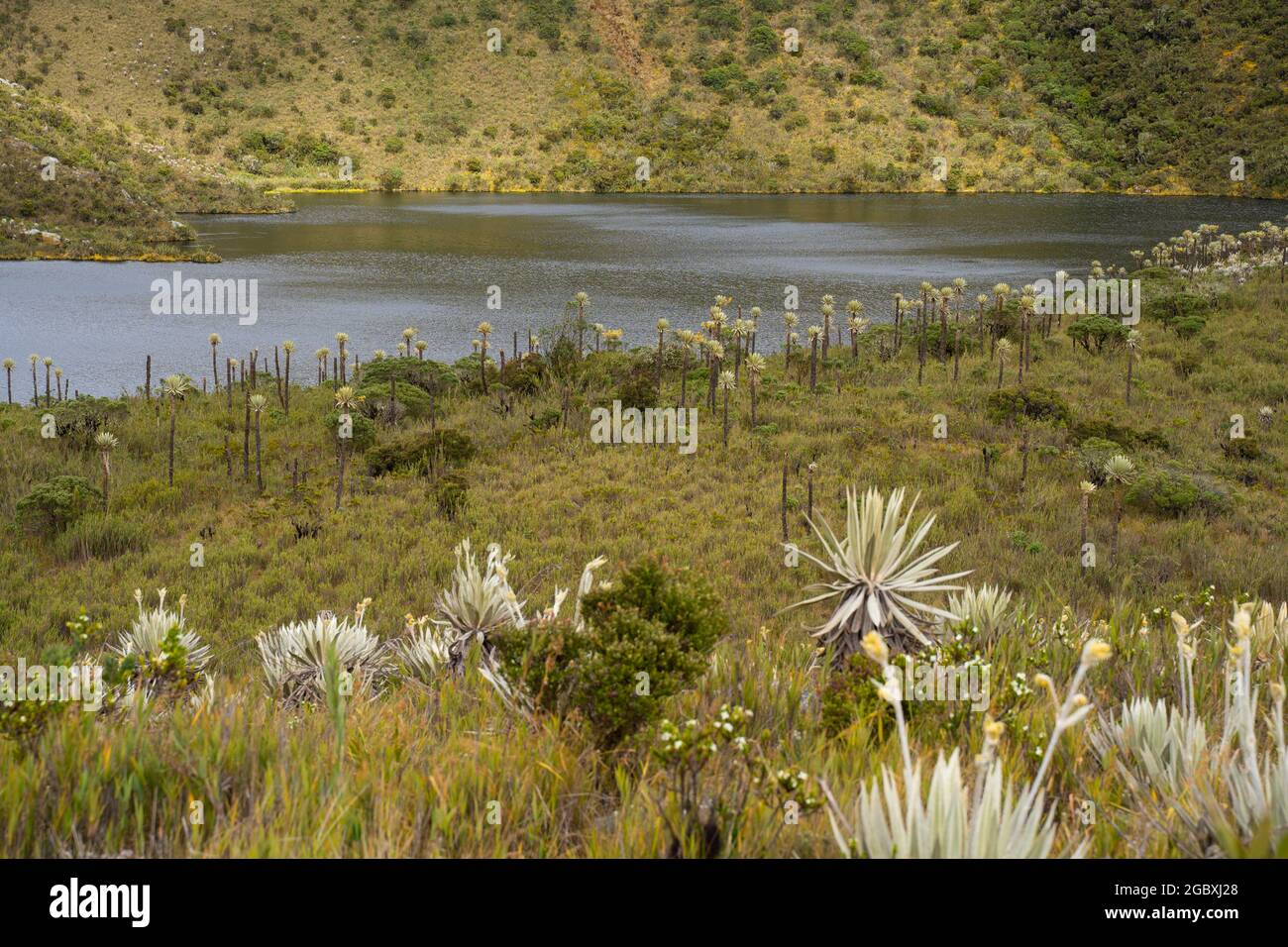 Frailejones, endemic flowers of the paramo of south america, the ...