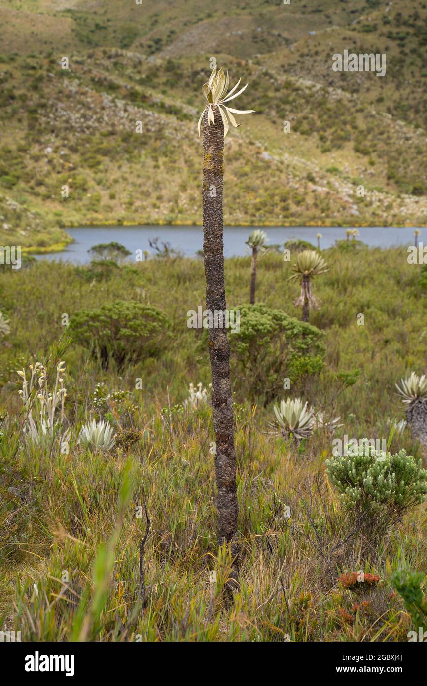 Frailejones, endemic flowers of the paramo of south america, the ...