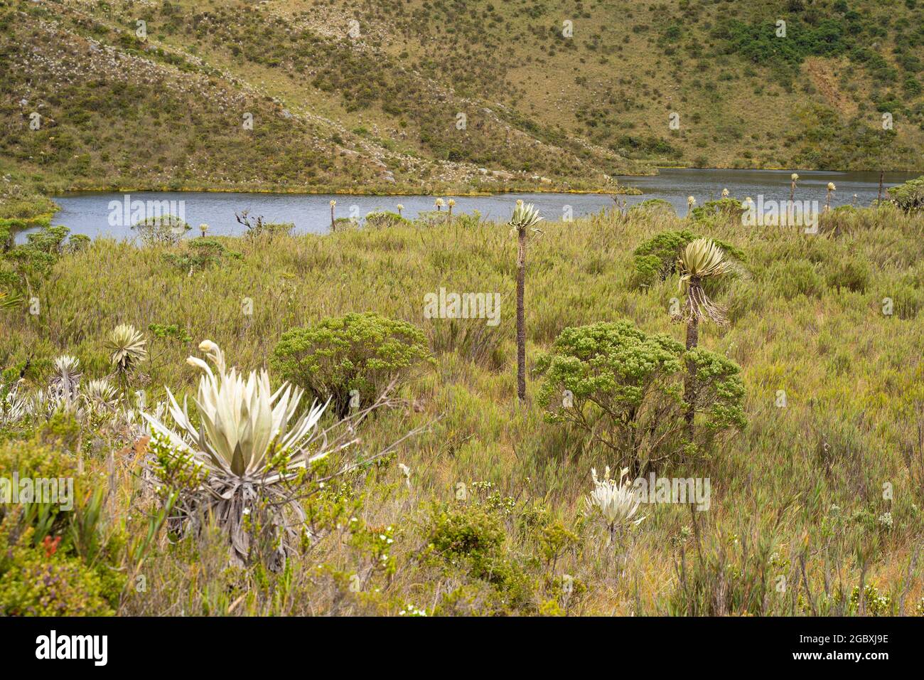 Frailejones, endemic flowers of the paramo of south america, the ...