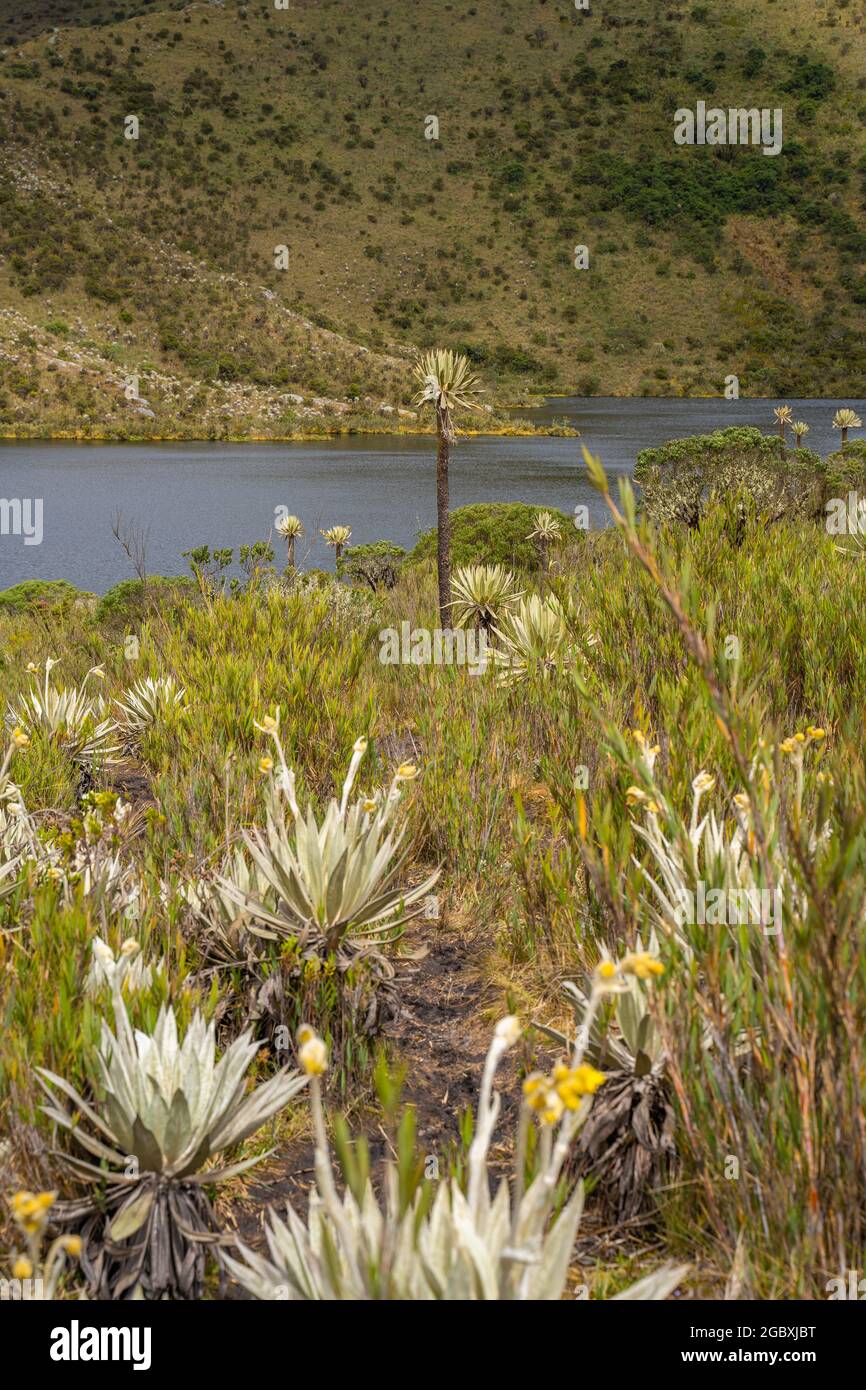 Frailejones, endemic flowers of the paramo of south america, the ...