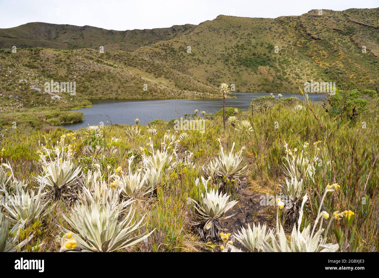 Frailejones, endemic flowers of the paramo of south america, the ...
