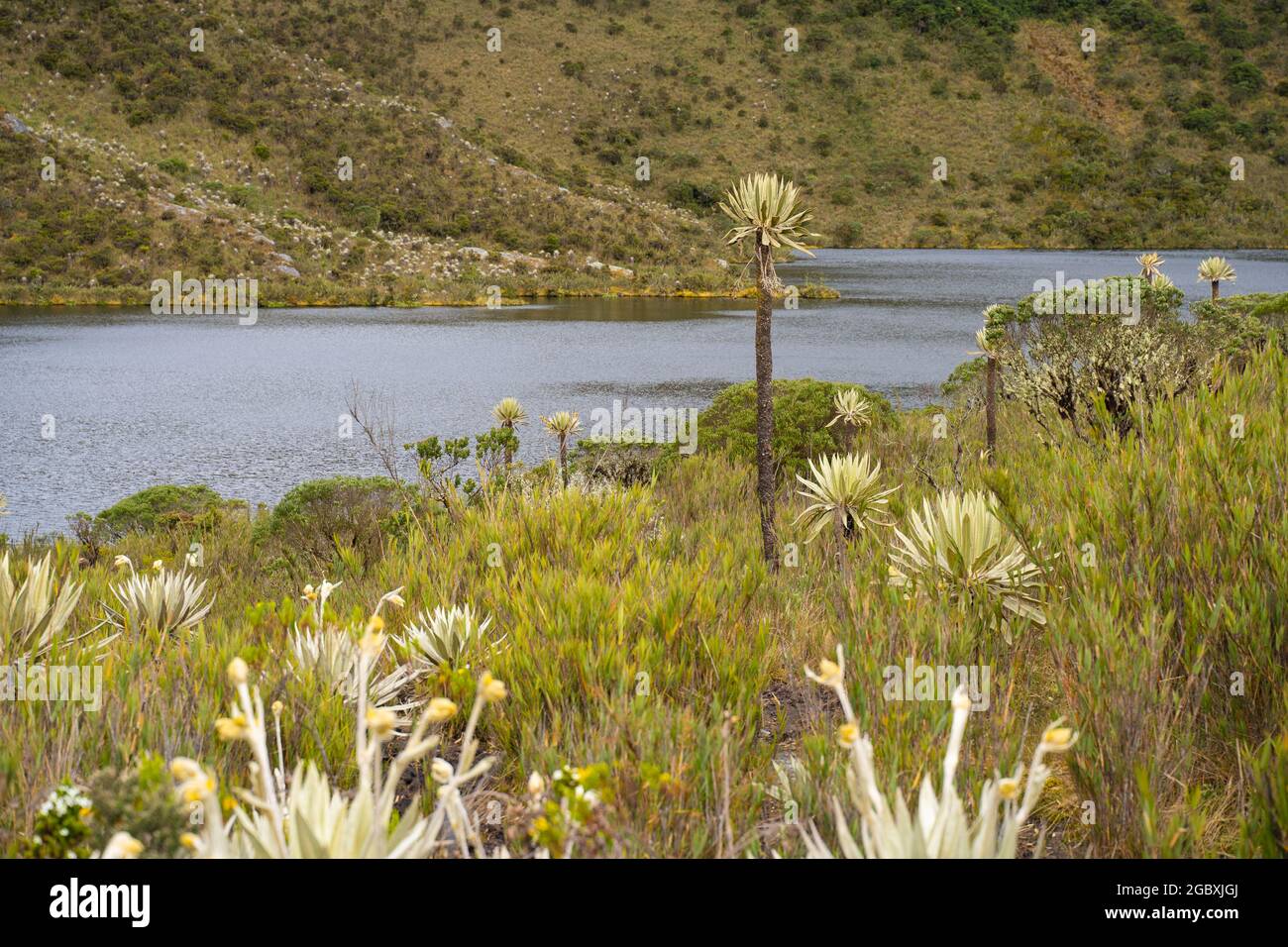 Frailejones, endemic flowers of the paramo of south america, the ...