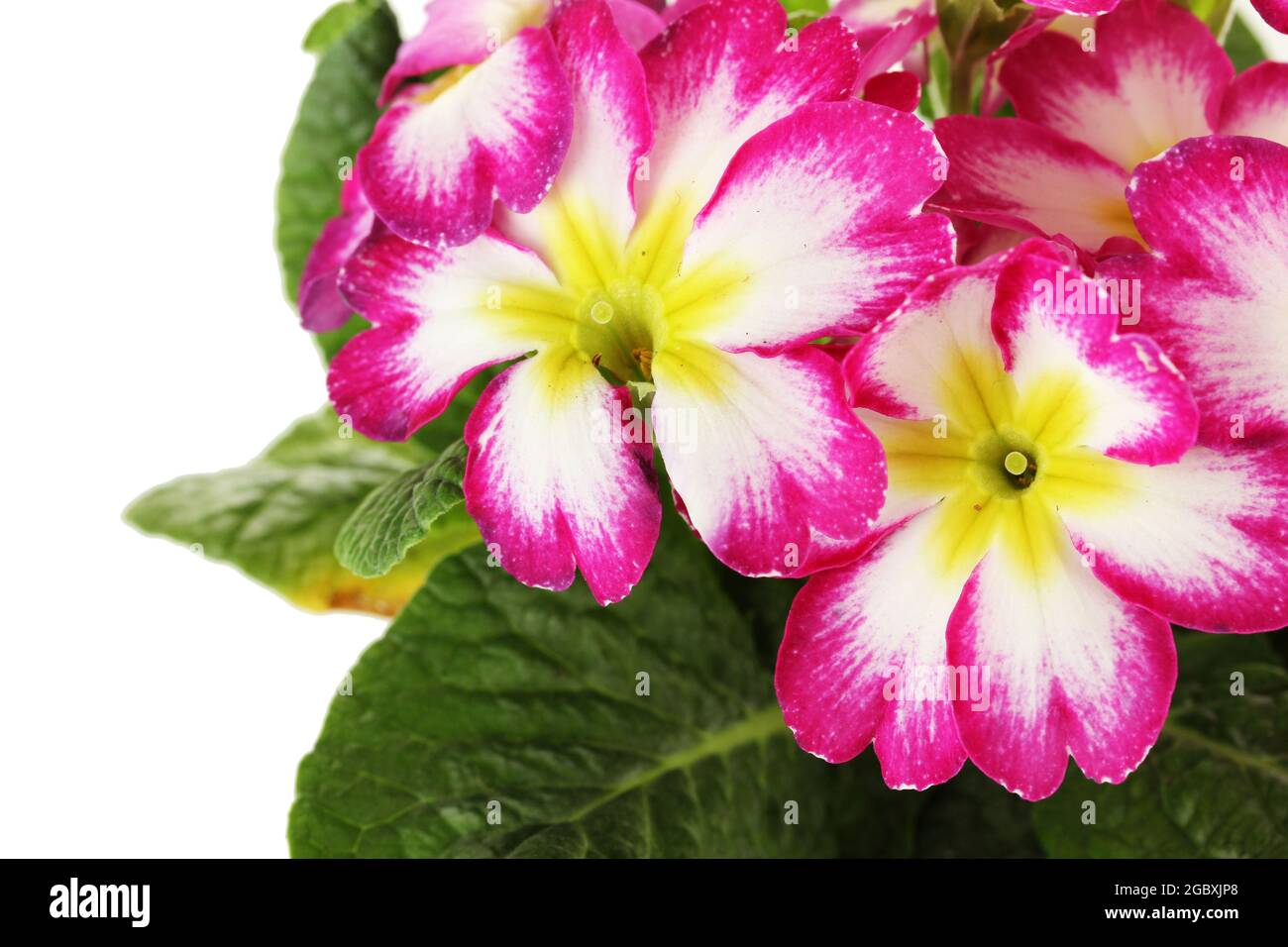 Beautiful pink primula, isolated on white Stock Photo - Alamy
