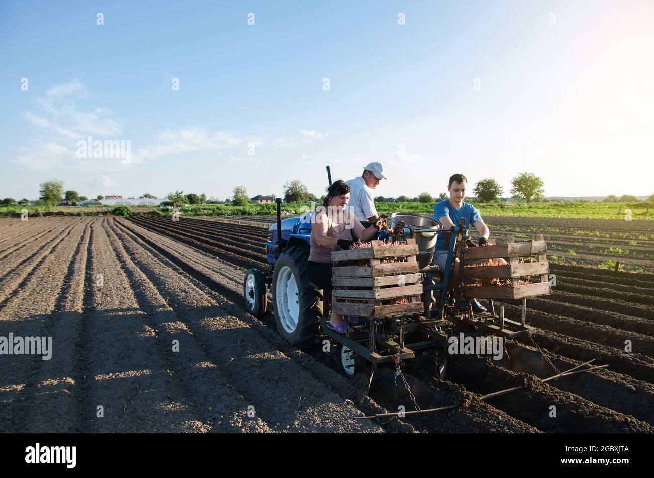 Workers are planting potatoes on the field. Automation of the process ...