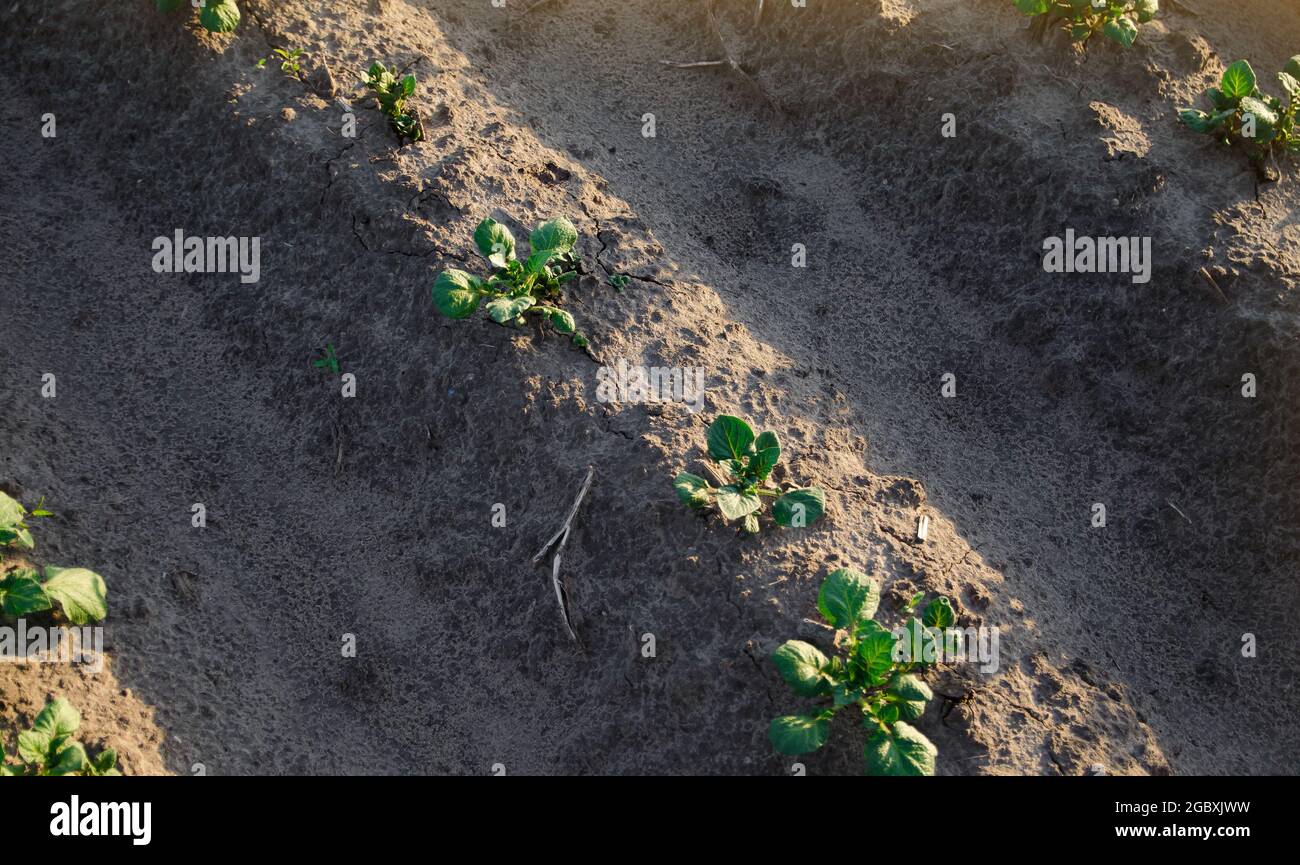 A row of young shoots of potato bushes on a farm plantation. Vegetable ...