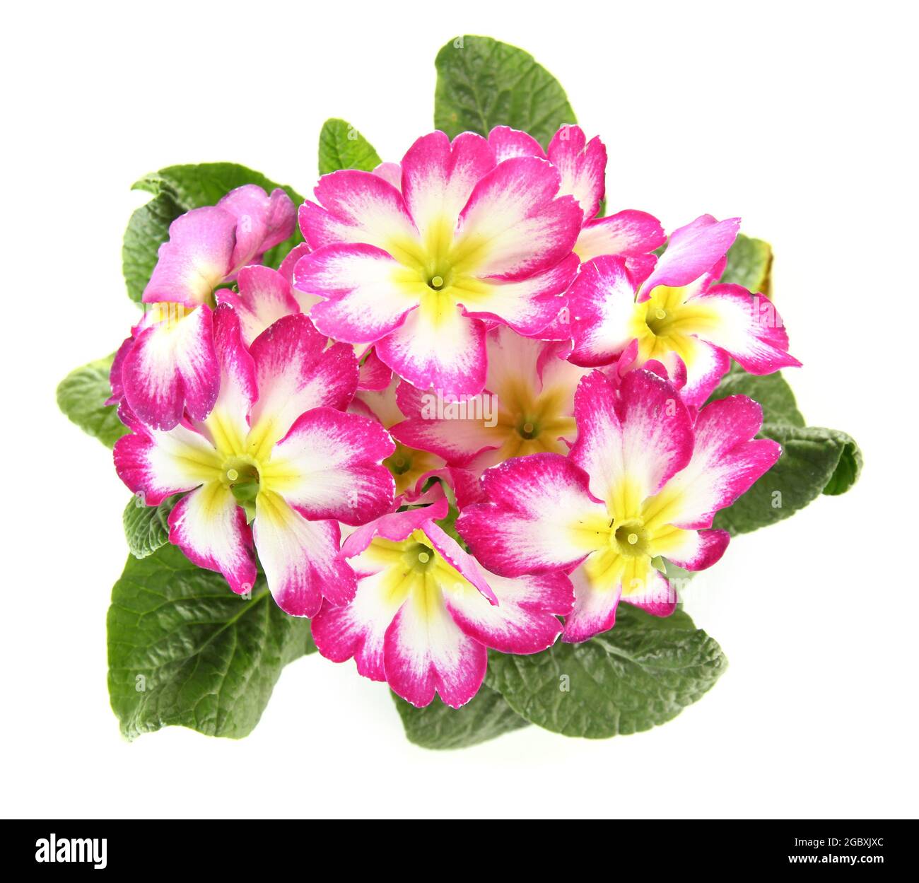Beautiful pink primula, isolated on white Stock Photo - Alamy