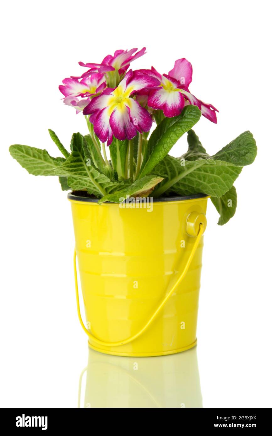 Beautiful pink primula in pail, isolated on white Stock Photo - Alamy