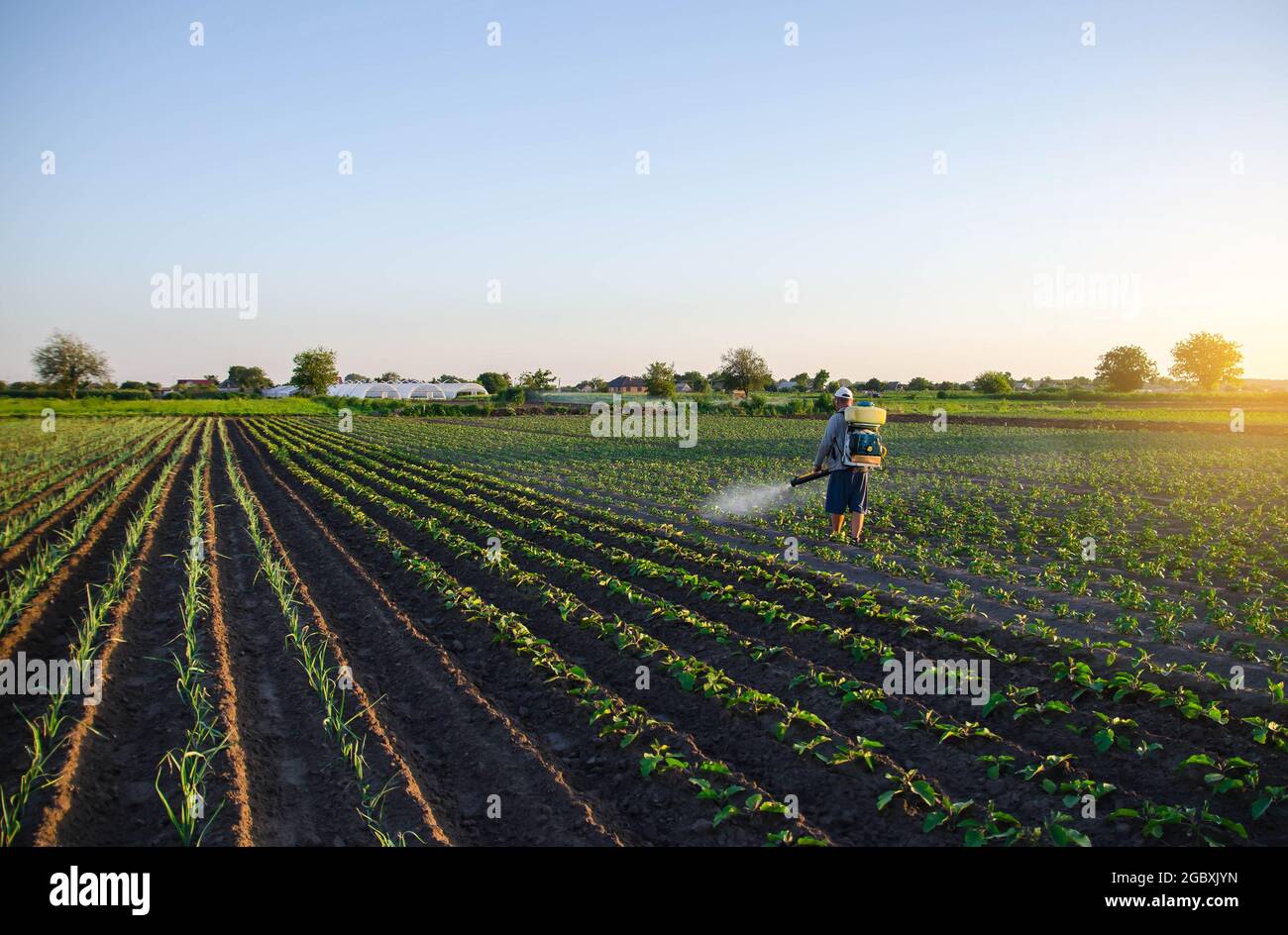 A farmer sprays pesticide on the plantation. Resistance of the crop to ...