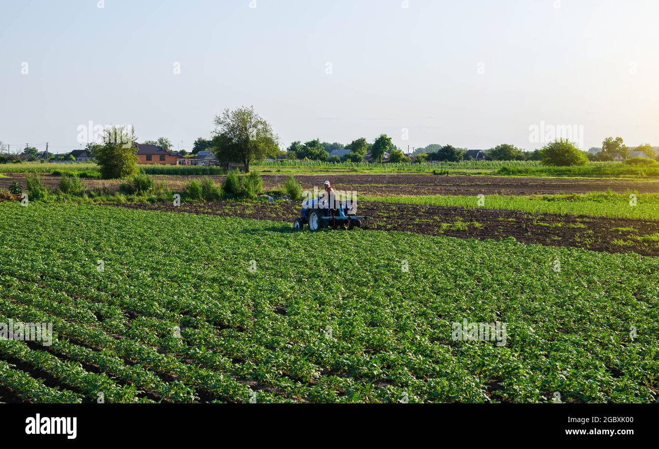 Beautiful landscape of potato plantation and a cultivator tractor ...