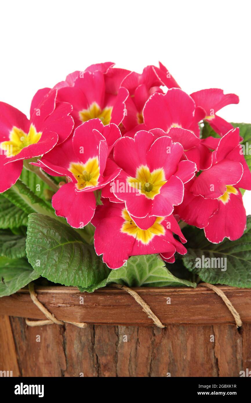 Beautiful pink primula in wooden basket, isolated on white Stock Photo ...