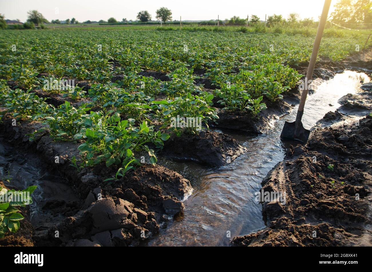 Potato plantation watering management. Shovels stuck into water stream ...