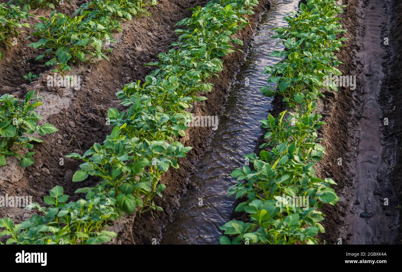 Water flows between rows of potato bushes. Watering the plantation ...