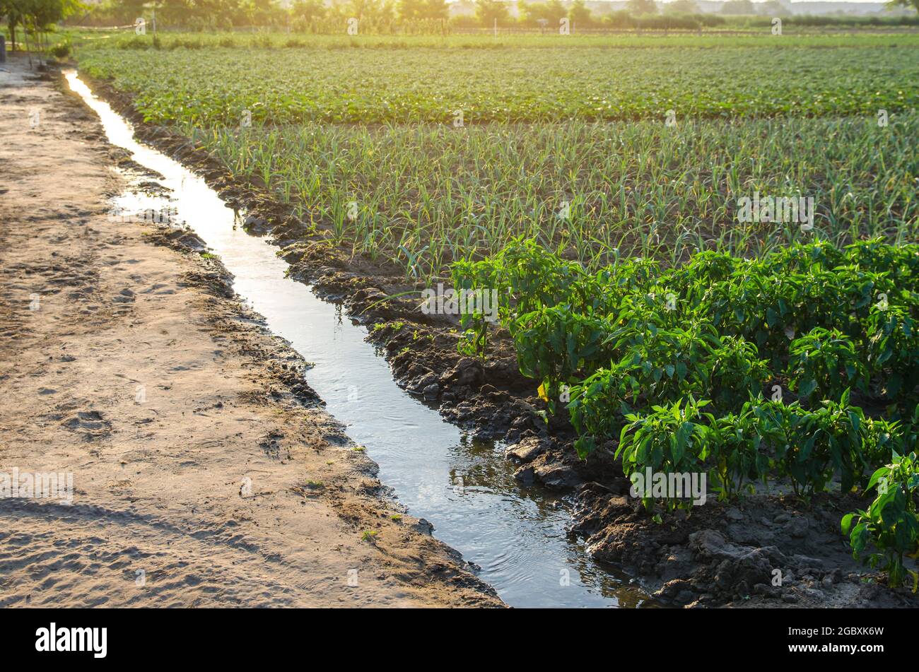 Irrigation Canal With Water On A Farm Plantation Surface Irrigations Of Crops European Organic