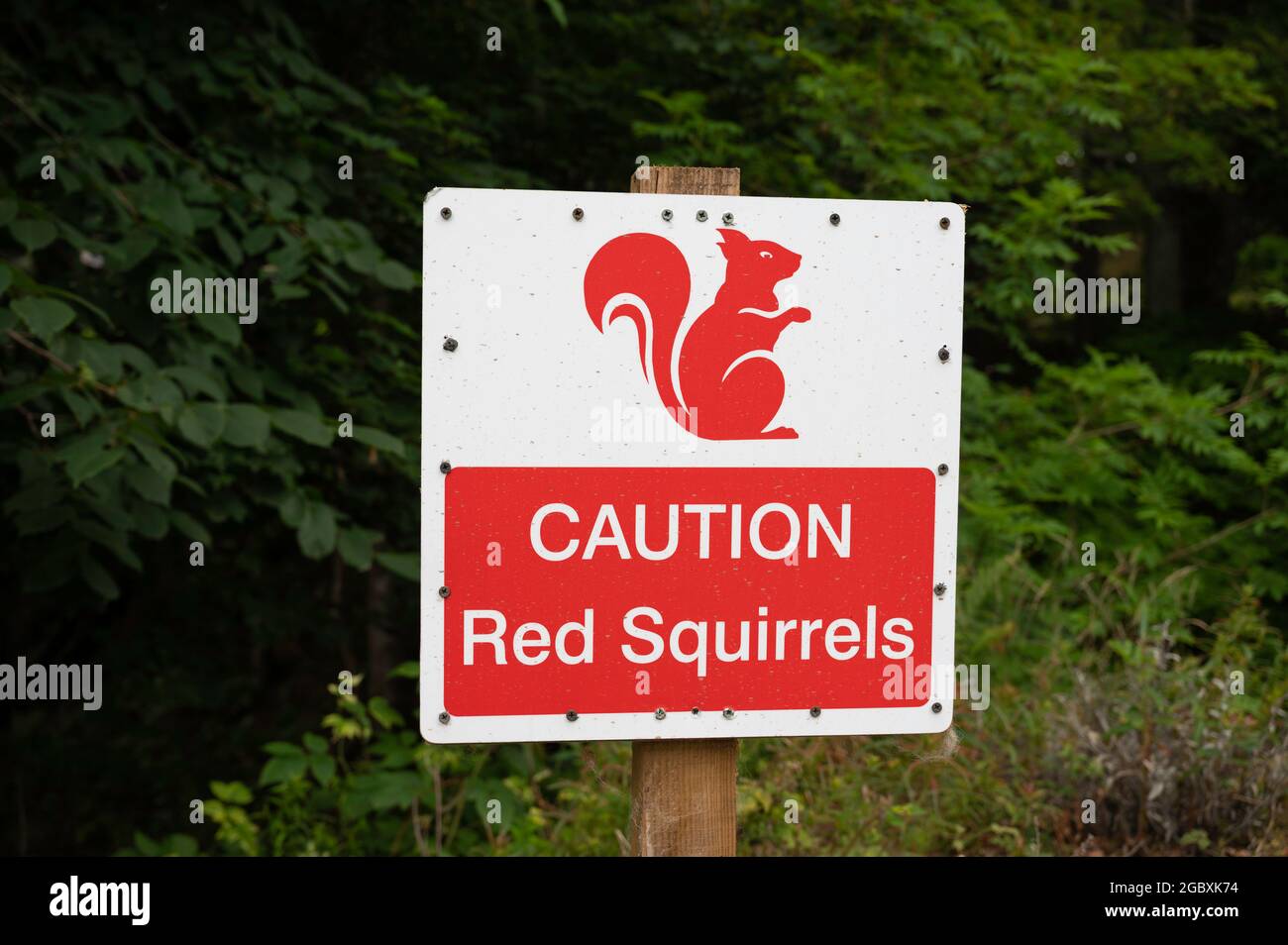 Isolated sign Caution Red Squirrels in red and white with squirrel icon ...