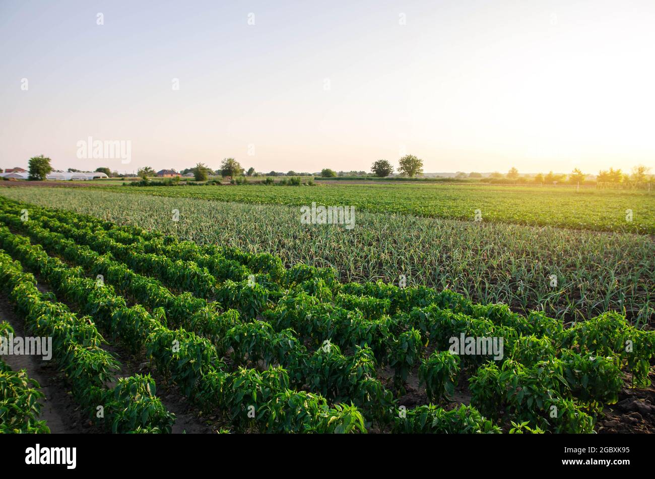 A farm field planted with different crops. Growing capsicum peppers ...