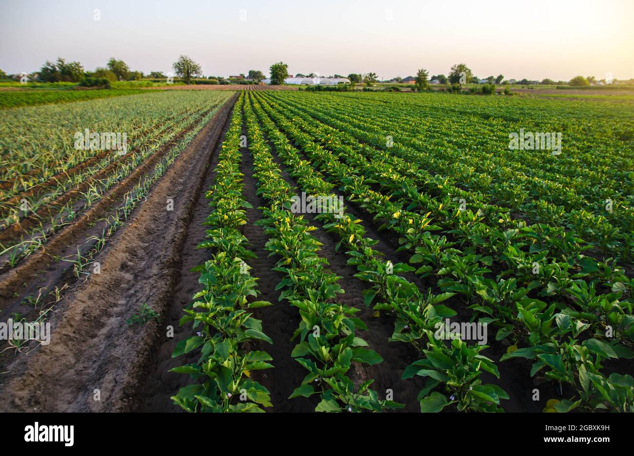 Eggplant and leek plantation field. Agriculture, farmland. Growing on ...