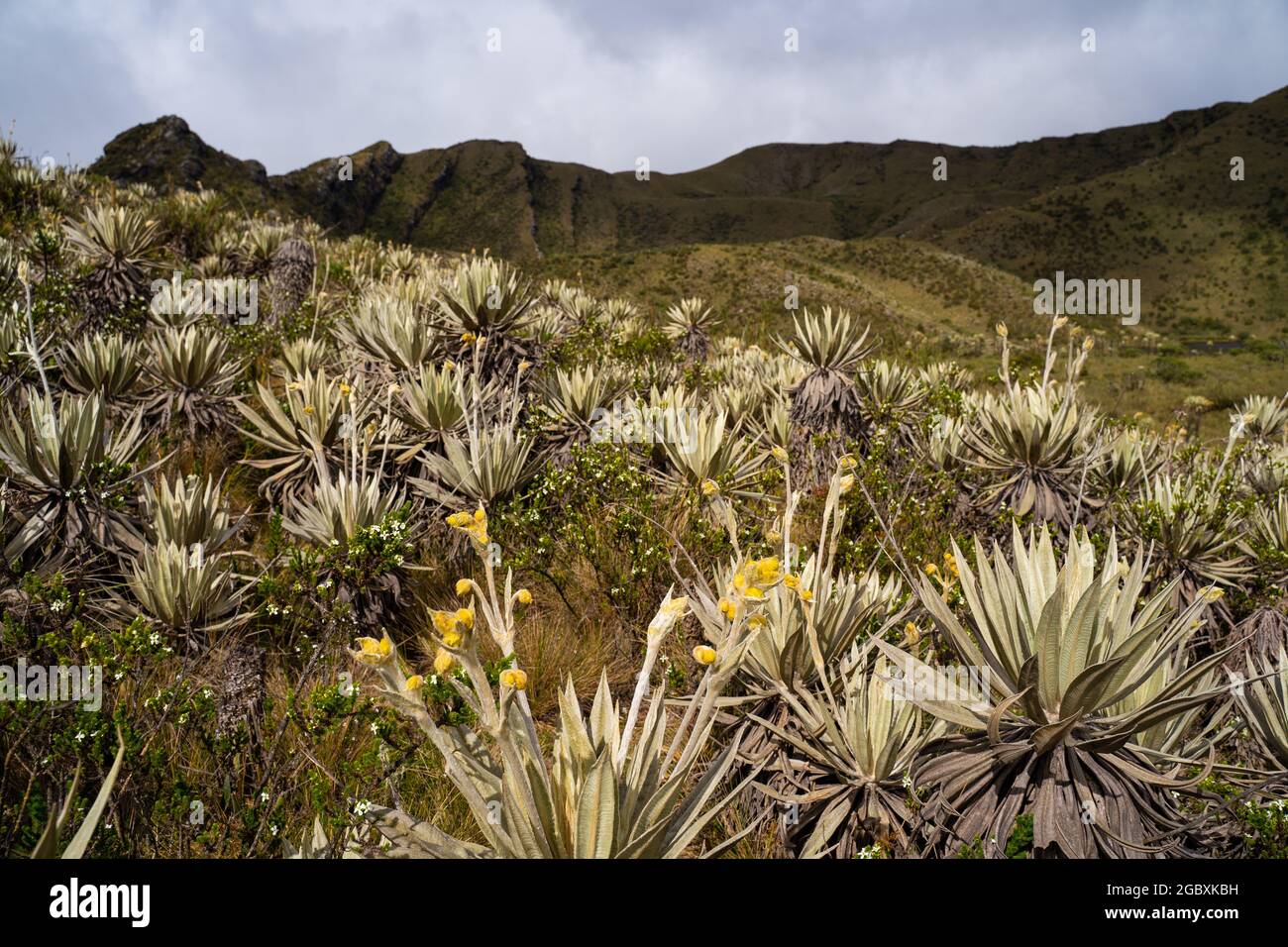 Frailejones, endemic flowers of the paramo of south america, the ...