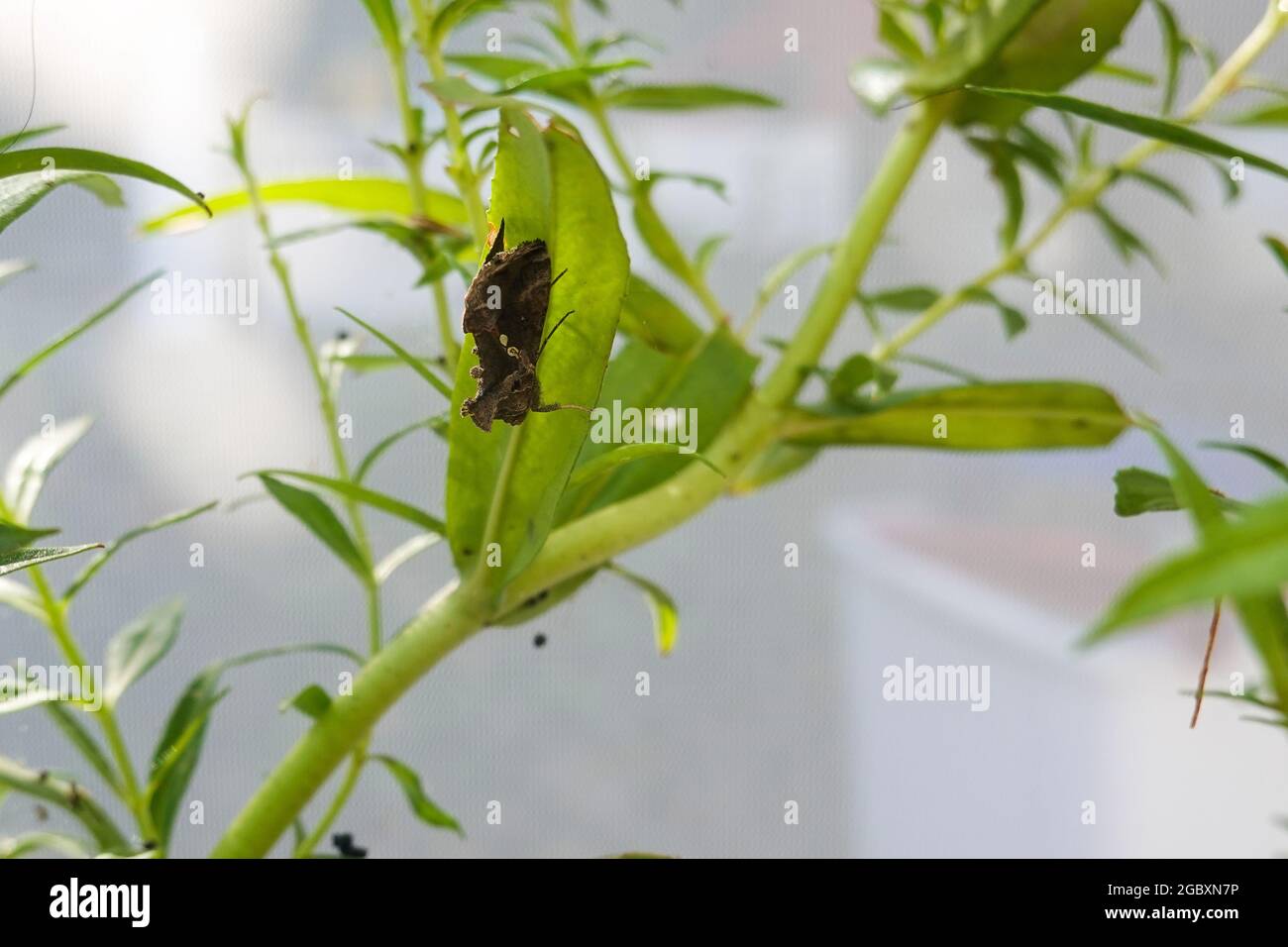 Cabbage Looper Moth - Trichoplusia ni Stock Photo - Alamy