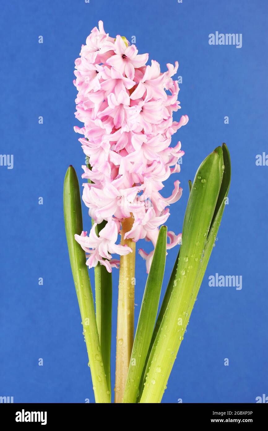 Beautiful hyacinth, on color background Stock Photo - Alamy