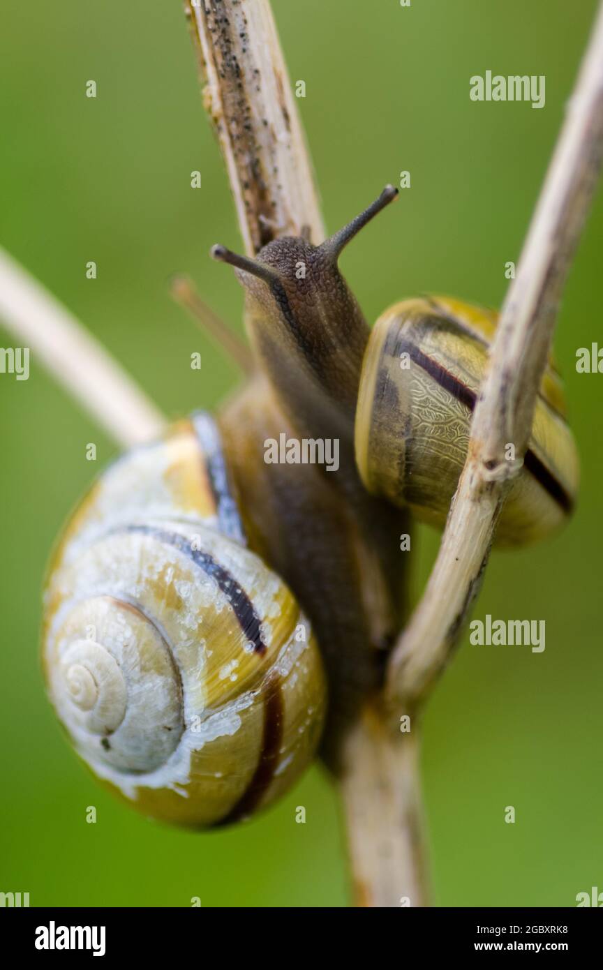 two snails on a branch Stock Photo - Alamy