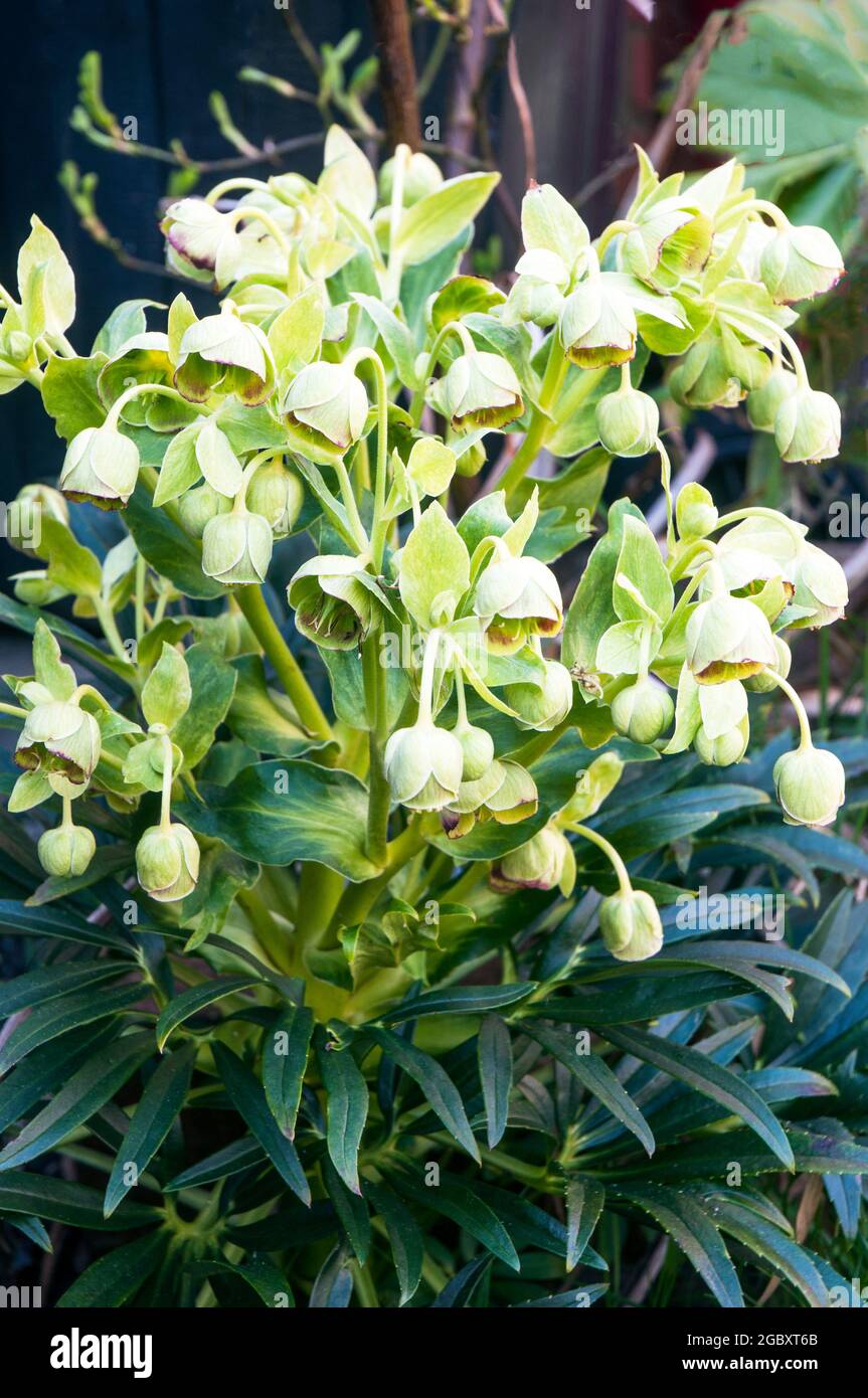 Stinking hellebore bee hi-res stock photography and images - Alamy