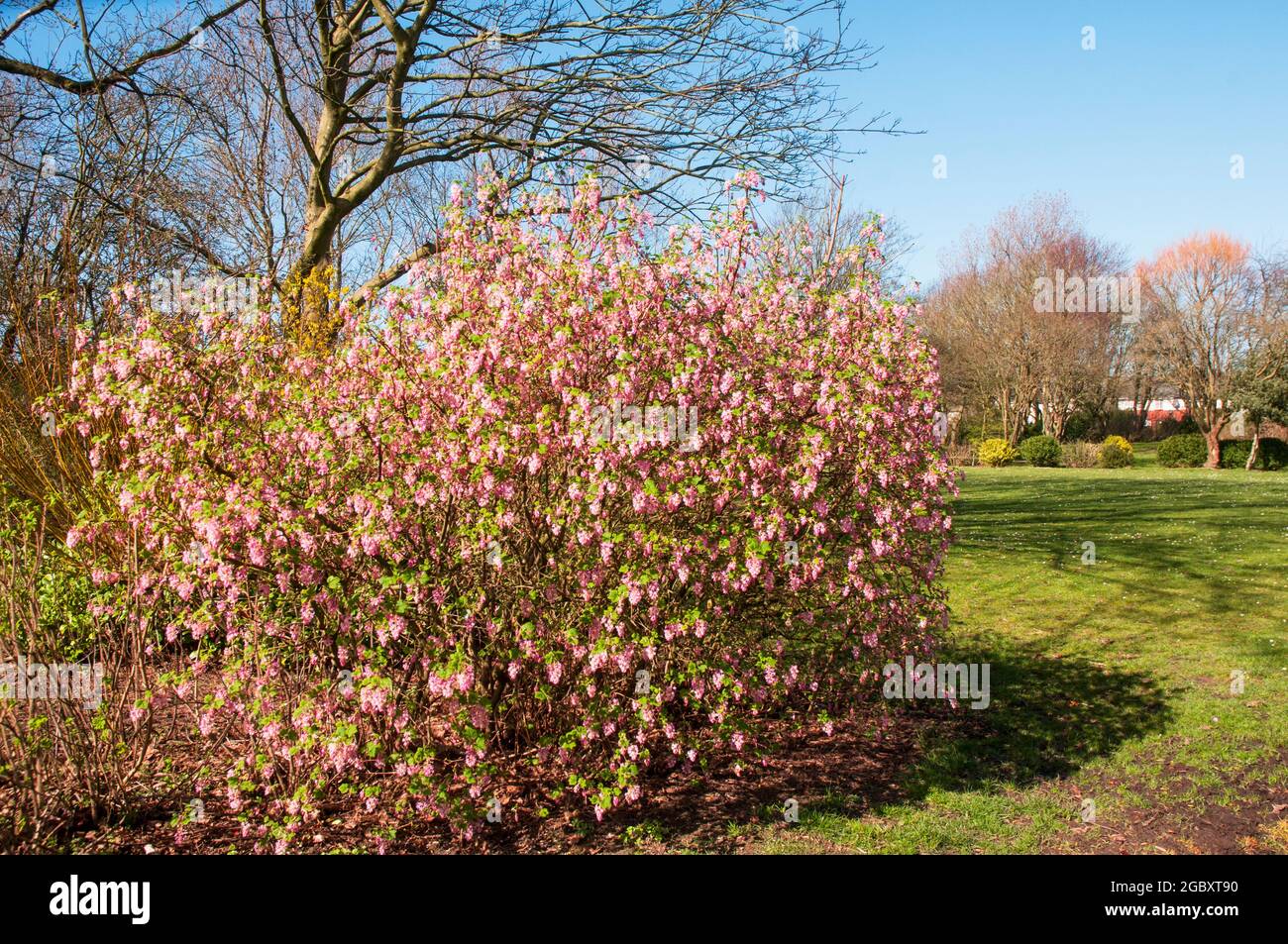 Ribes Sanguineum Brocklebankii Flowering Currant in early spring Slow ...