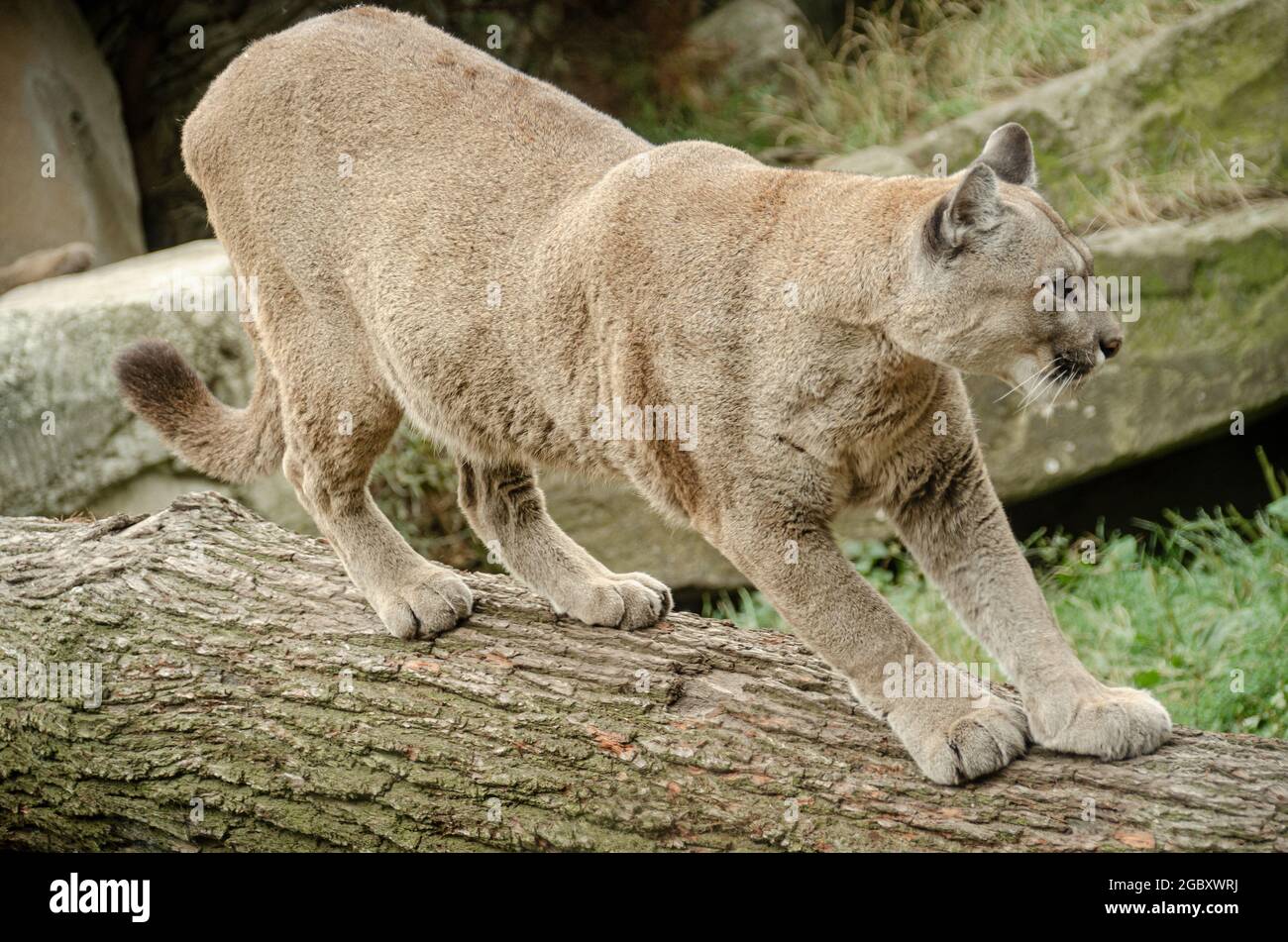 Young tier hi-res stock photography and images - Alamy