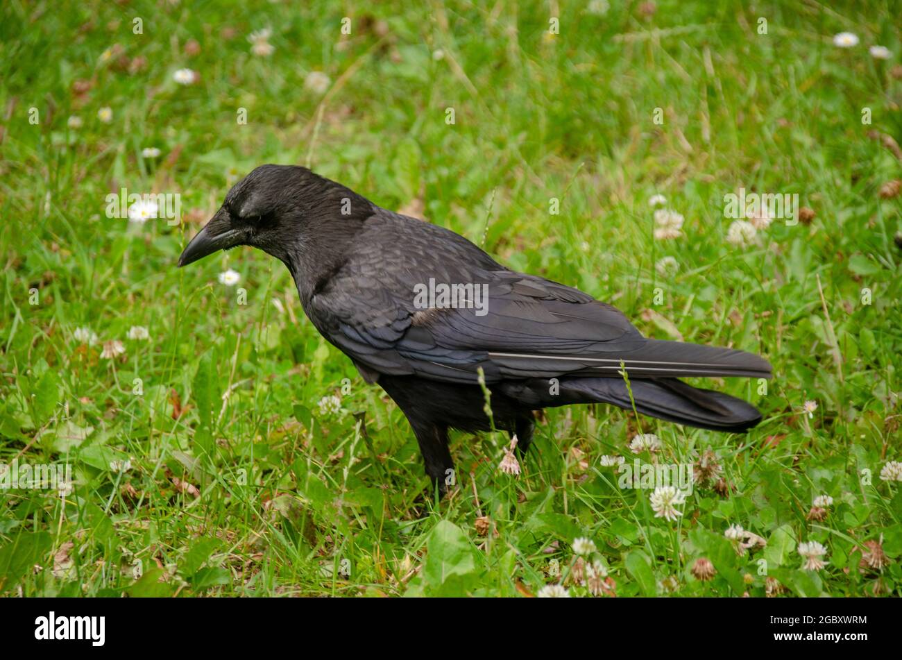 Young tier hi-res stock photography and images - Alamy