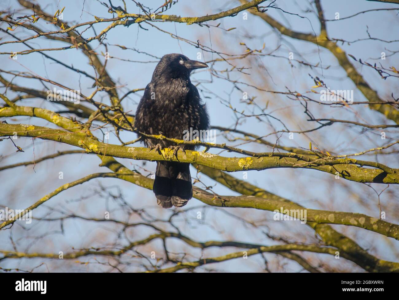 Young tier hi-res stock photography and images - Alamy