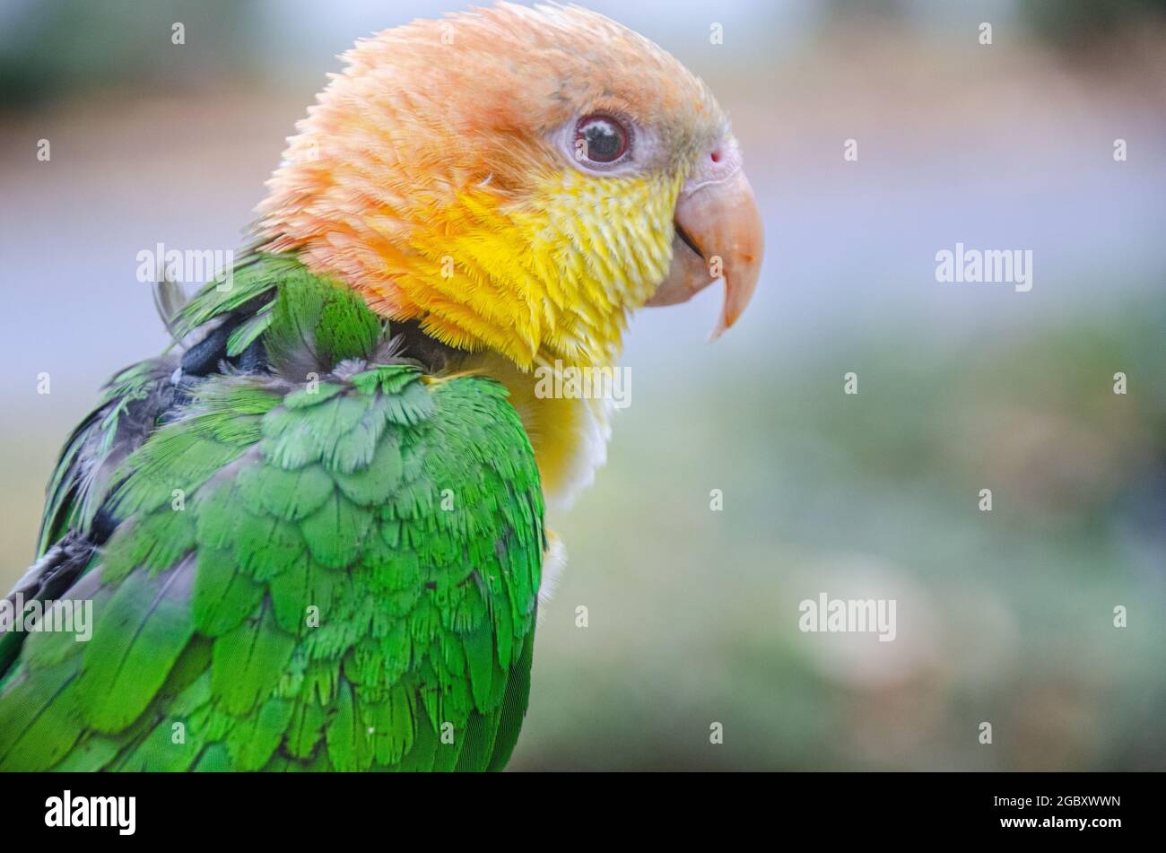 Tier vogel papagei hi-res stock photography and images - Alamy