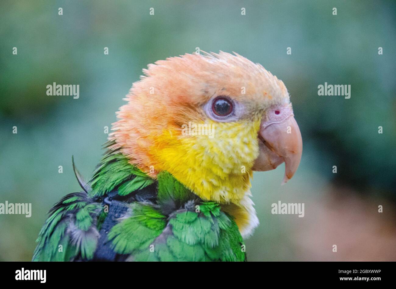 Tier vogel papagei hi-res stock photography and images - Alamy