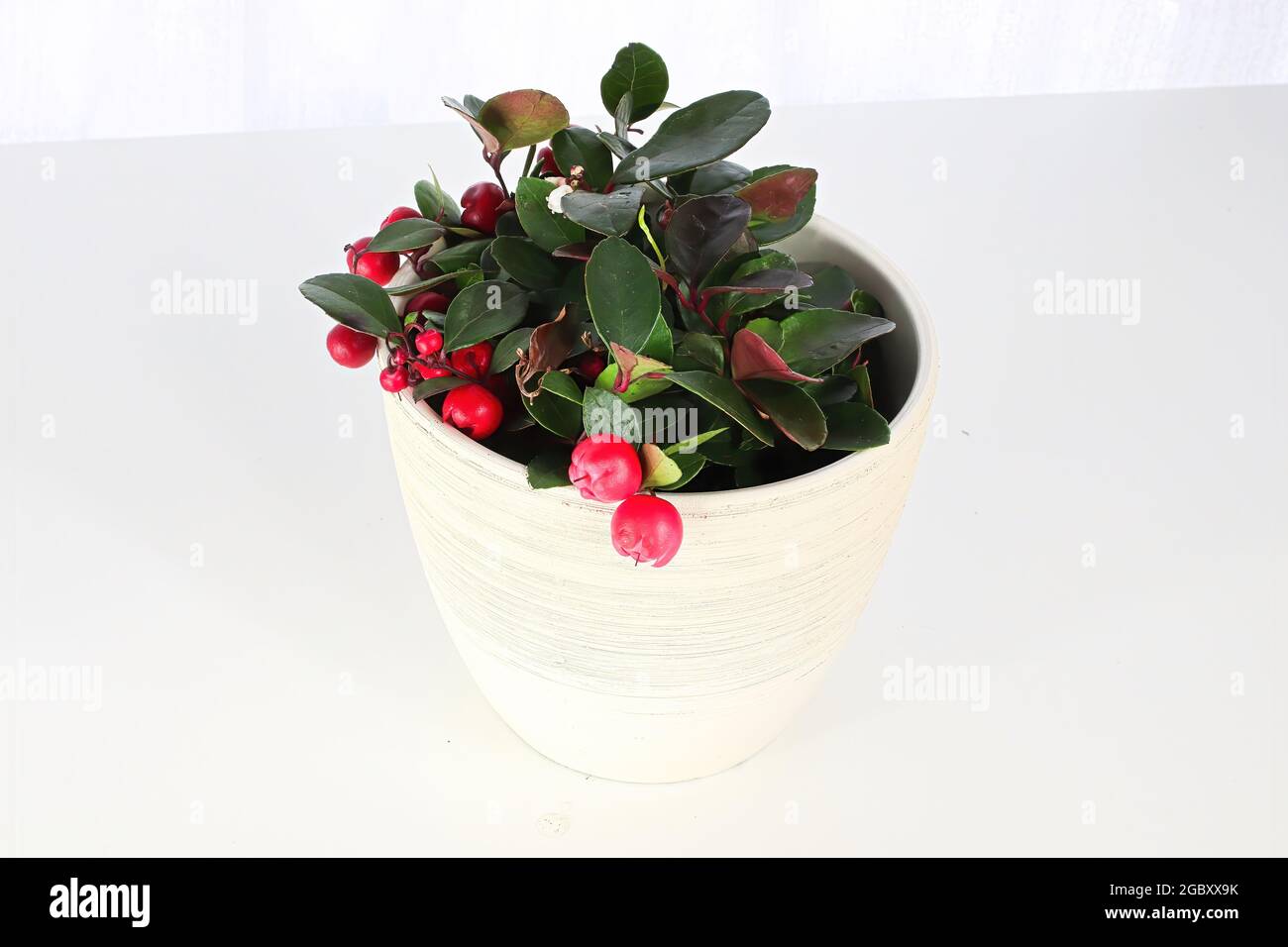 A wintergreen plant in a white pot and background Stock Photo - Alamy