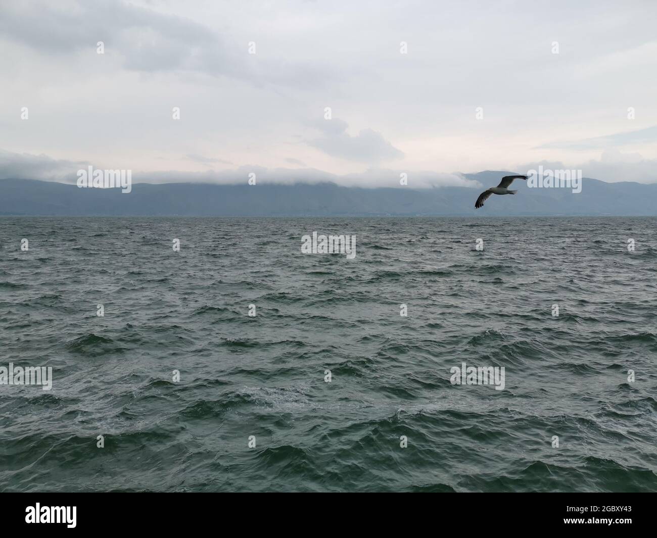 Beautiful view of seabird flying alone over the wavy ocean on a gloomy ...