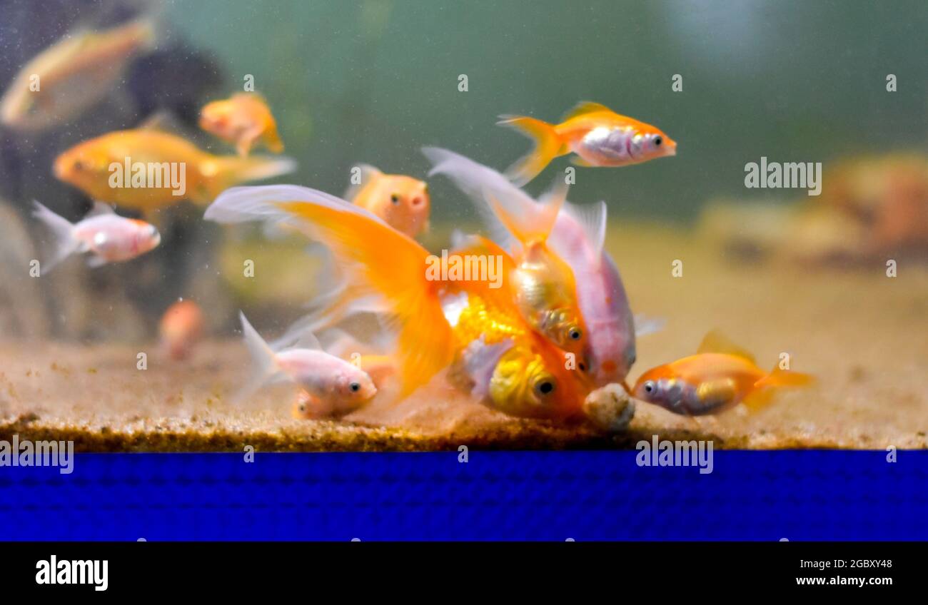 Oranda goldfish hi-res stock photography and images - Alamy