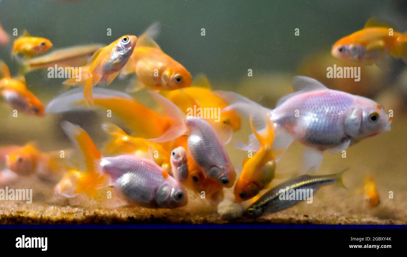 Goldfish eating fish hi-res stock photography and images - Alamy