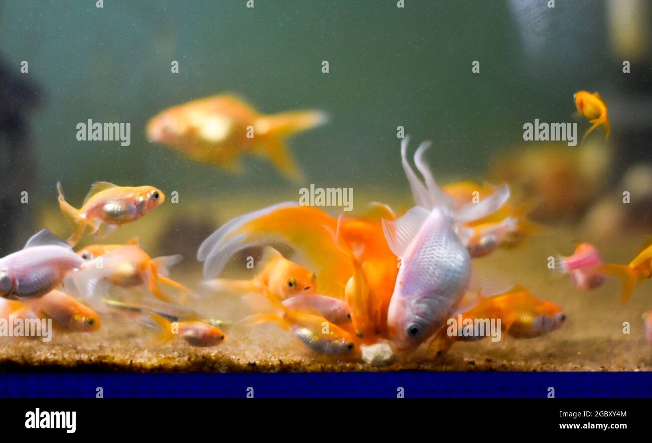 Oranda goldfish hi-res stock photography and images - Alamy