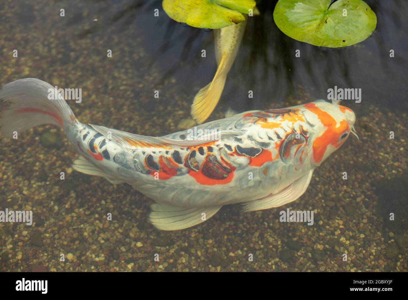 Fish in the pond. An ornamental fish swims in the water. Interesting ...