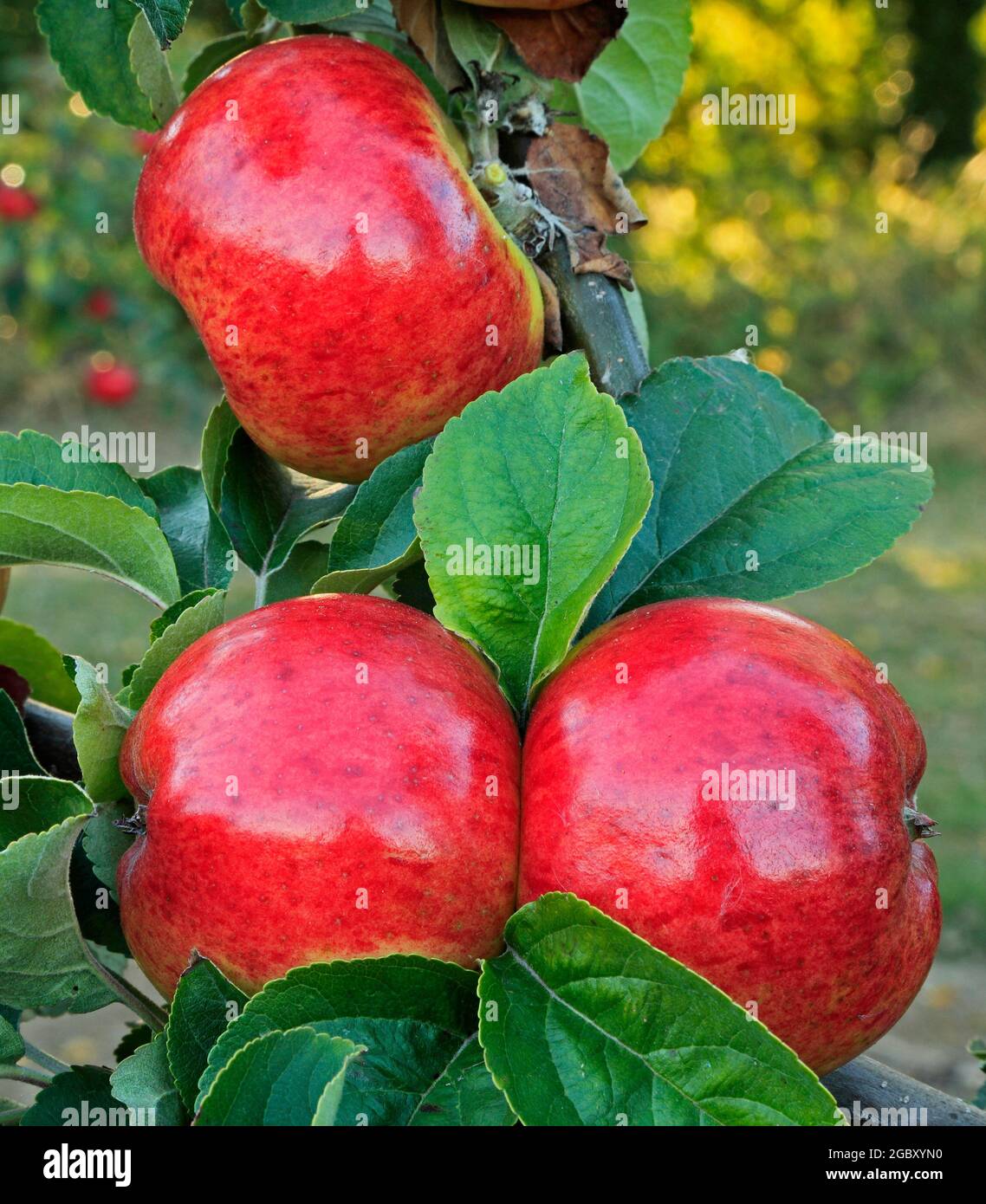 Apple 'Jolly Miller', malus domestica, growing on tree, apples Stock ...