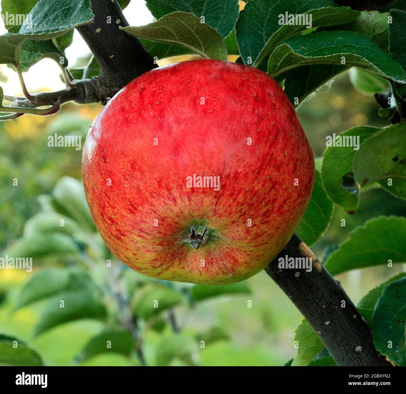 Apple 'Jolly Miller', malus domestica, growing on tree, apples Stock ...