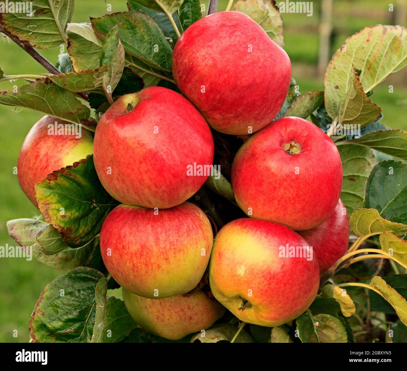 Apple 'Monarch', malus domestica, apples, growing on tree, fruit garden ...