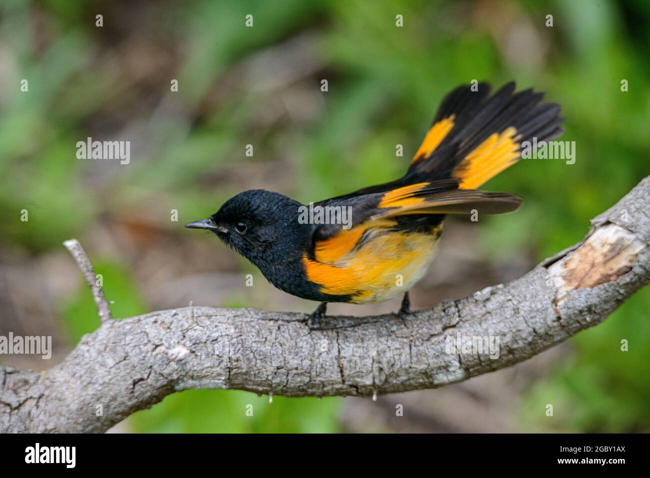 Baltimore Oriole in Texas Spring migration Stock Photo - Alamy