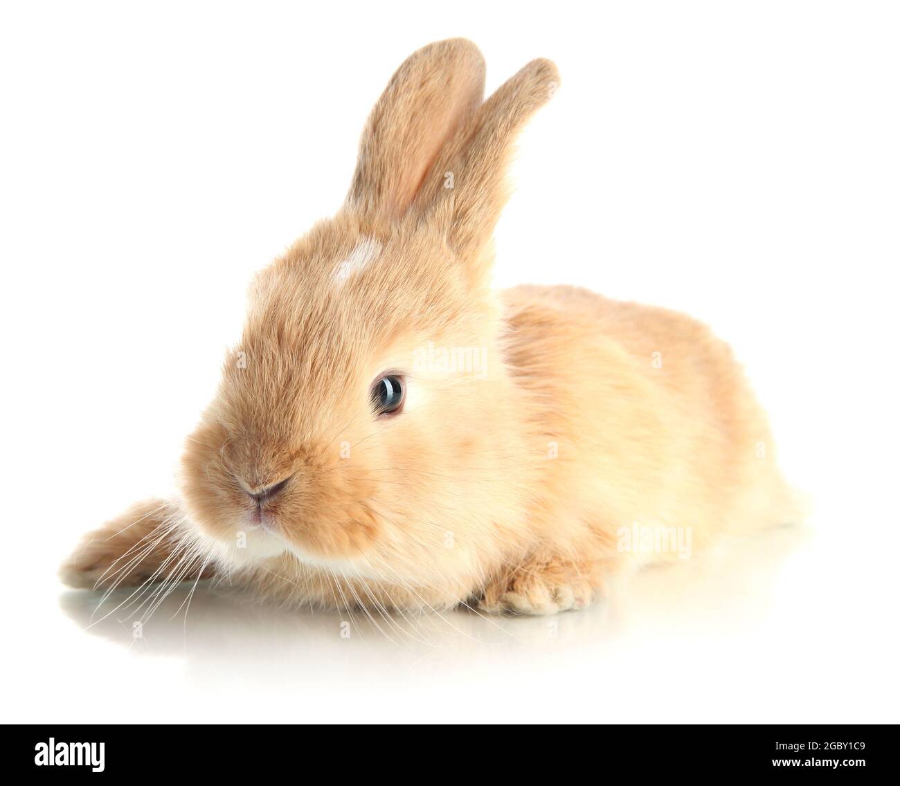 Fluffy foxy rabbit isolated on white Stock Photo - Alamy