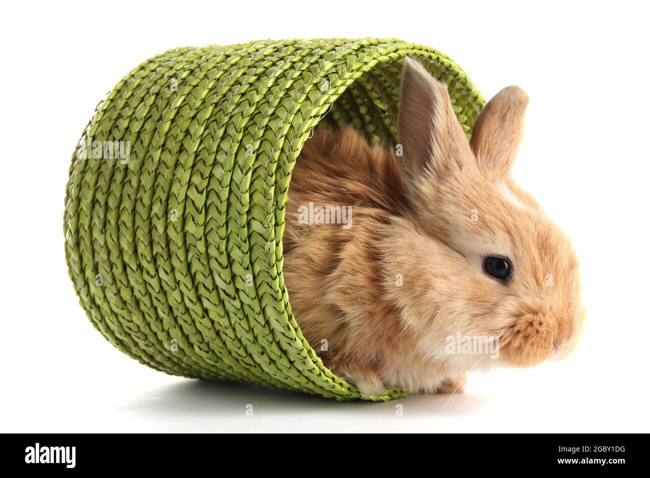Fluffy foxy rabbit in wicker basket isolated on white Stock Photo - Alamy