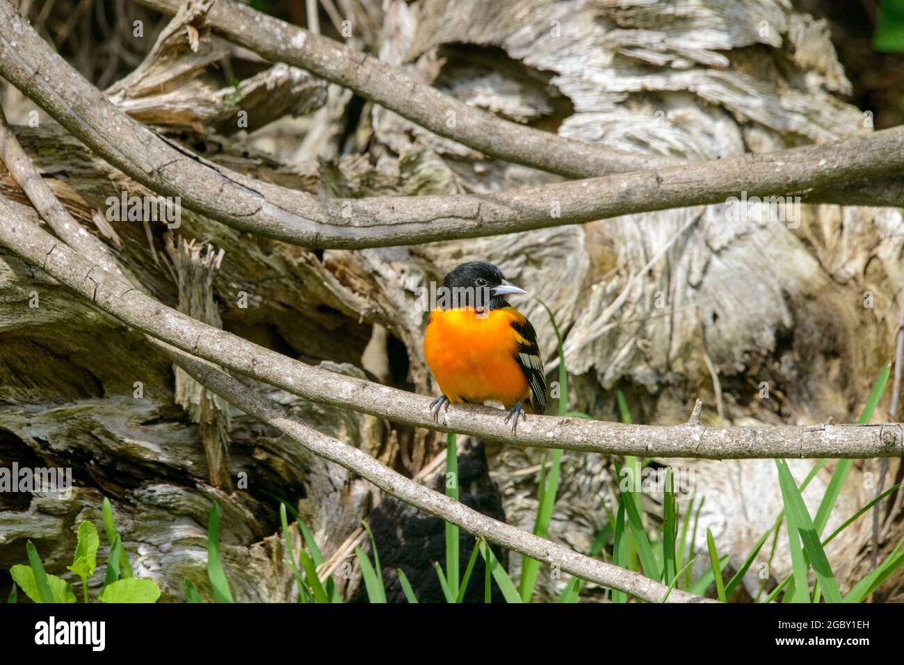 Baltimore Oriole in Texas Spring migration Stock Photo - Alamy