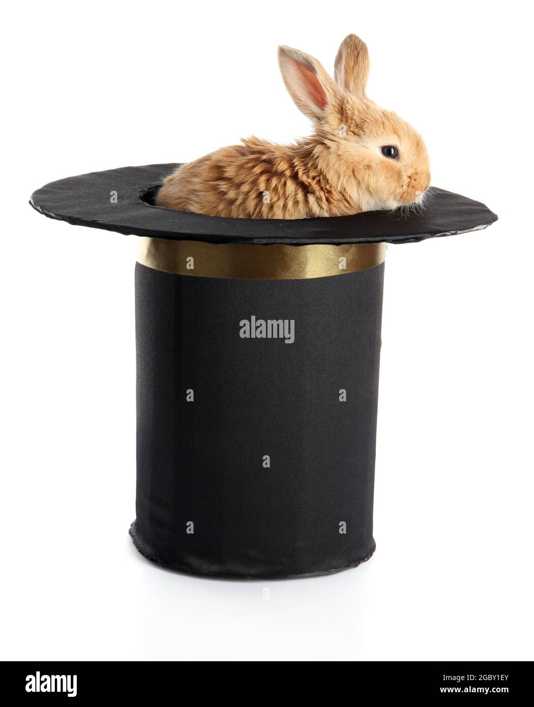 Fluffy foxy rabbit in black cylinder isolated on white Stock Photo - Alamy