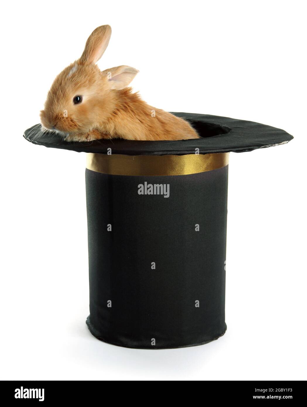 Fluffy foxy rabbit in black cylinder isolated on white Stock Photo - Alamy