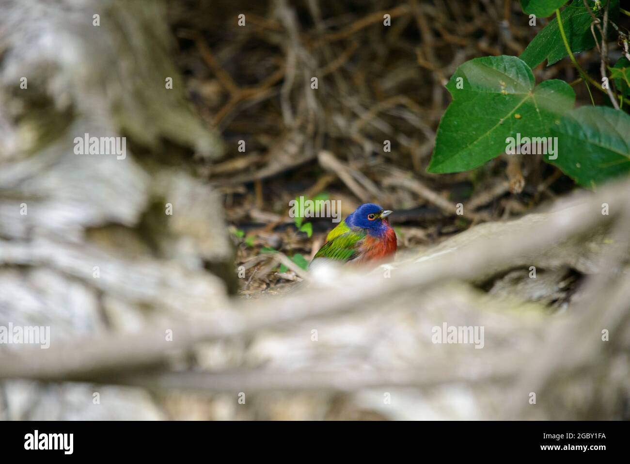 Cat bird in Spring migration in Texas Stock Photo - Alamy